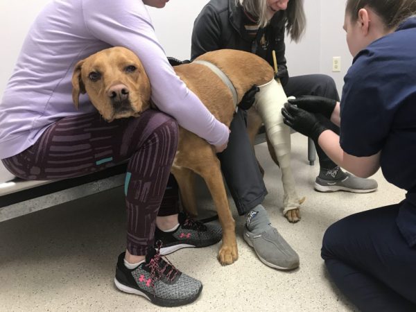 Let’s Talk About Casting - My Pet's Brace