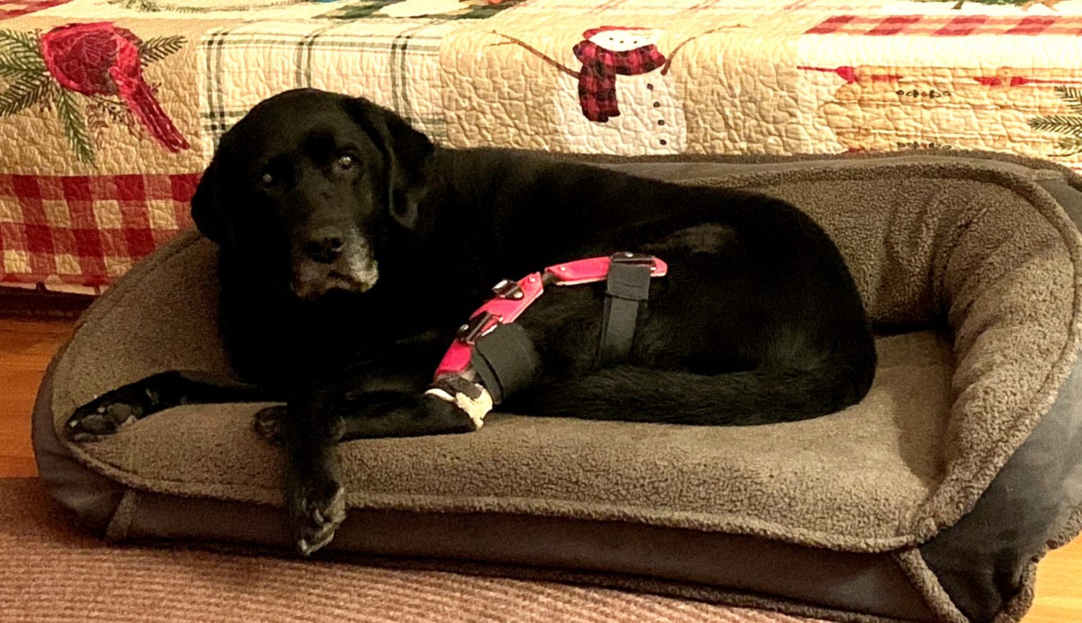 Case Study | Labrador Retriever With a CCL Injury