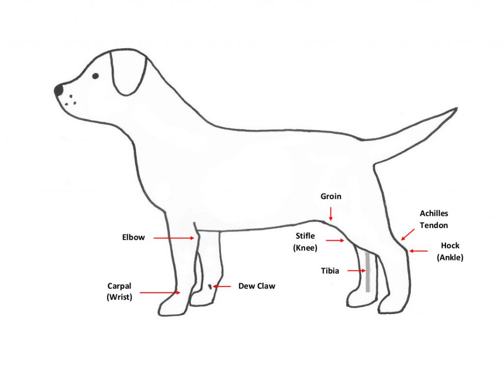 Name That Body Part - My Pet's Brace