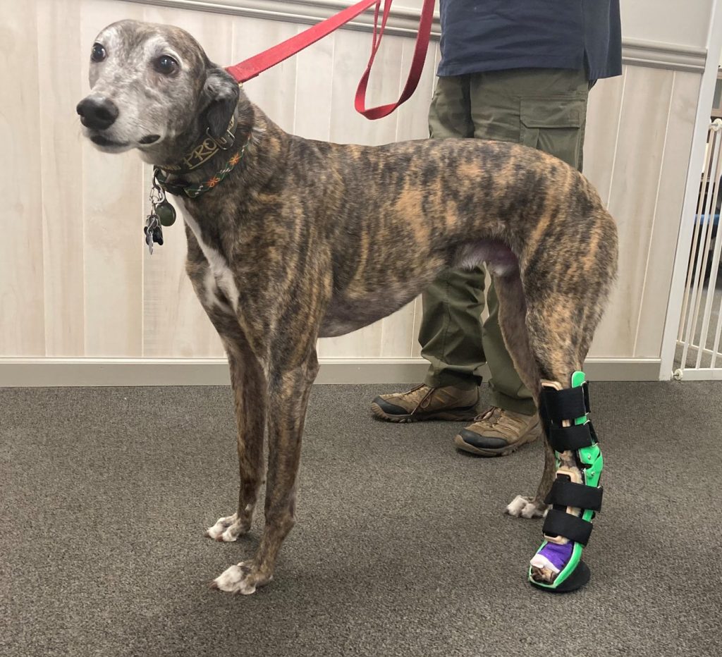 Case Report: Axel - Greyhound With Tarsal Joint Dislocation With ...