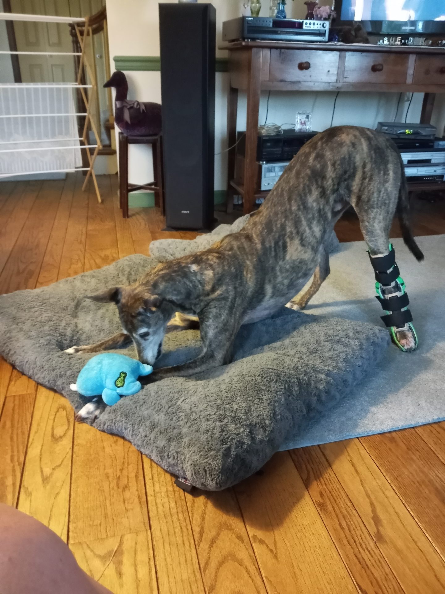 Case Report: Axel - Greyhound With Tarsal Joint Dislocation With ...