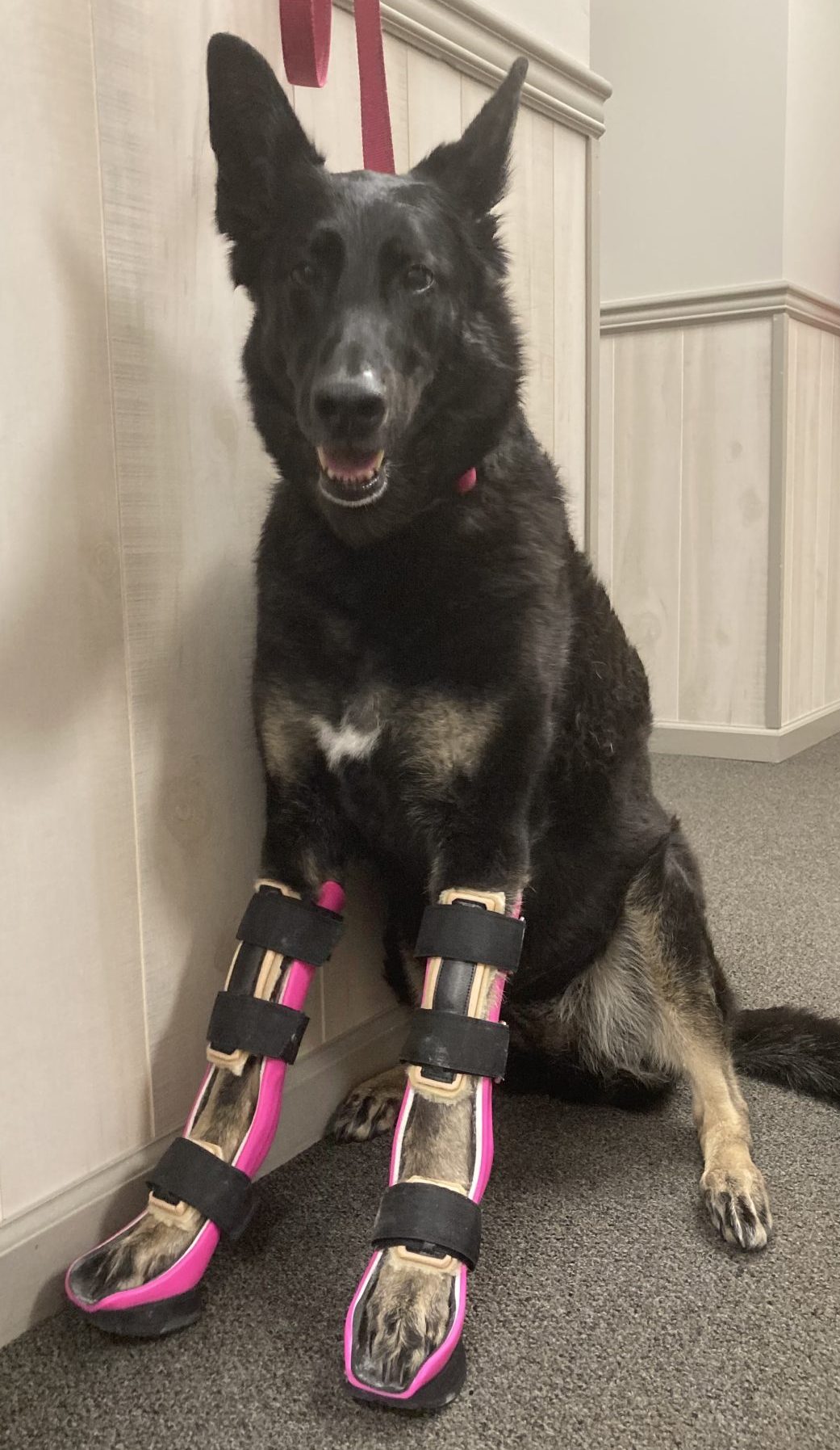 Case Report: Khloe – German Shepherd With Bilateral Carpal ...