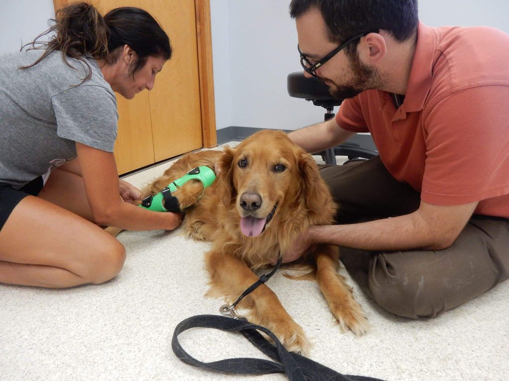 Brace Fit and Care Instructions | Custom-Made | My Pet’s Brace