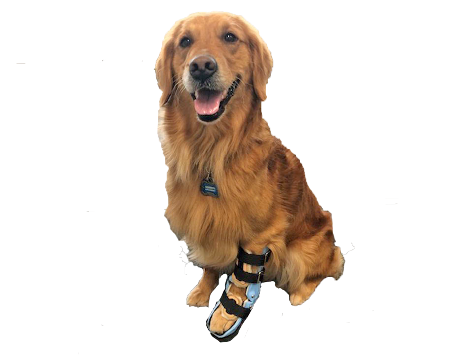 Dog Carpal Braces | Braces For Front Legs | My Pet’s Brace