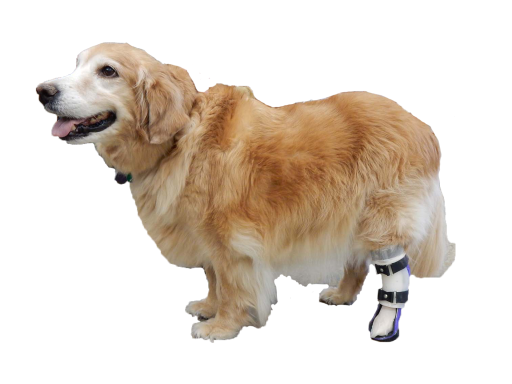 Dog Hock Brace | Tendon and Ankle Support | My Pet’s Brace