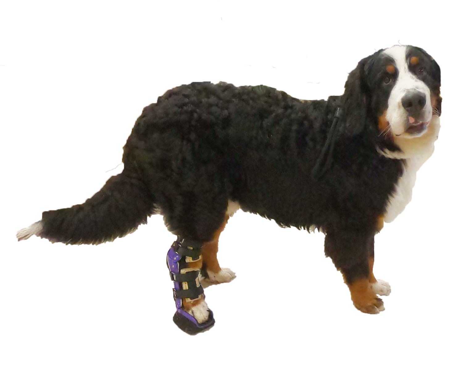 Dog Hock Brace | Tendon and Ankle Support | My Pet’s Brace