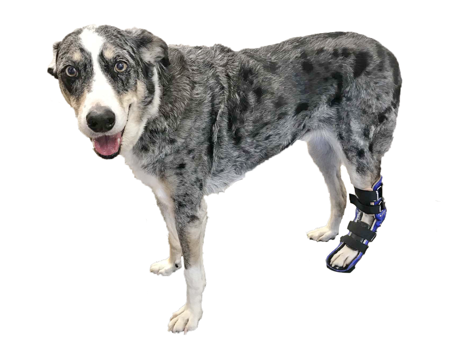 Dog Hock Brace | Tendon and Ankle Support | My Pet’s Brace